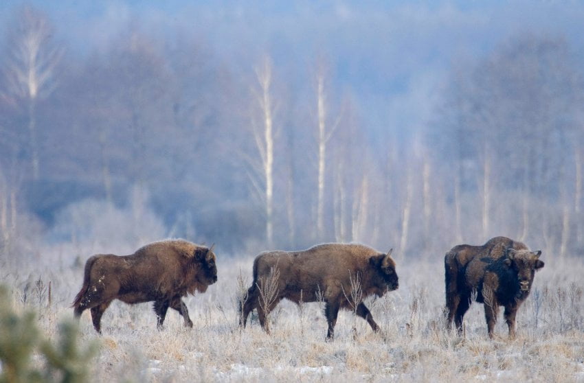 Bison walk in the 30 km (18 miles) exclusion zone around the Chernobyl ...