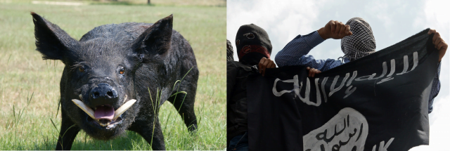 ISIS Pigs Killed By Four-Legged Pigs In The Islamic State's Latest Setback