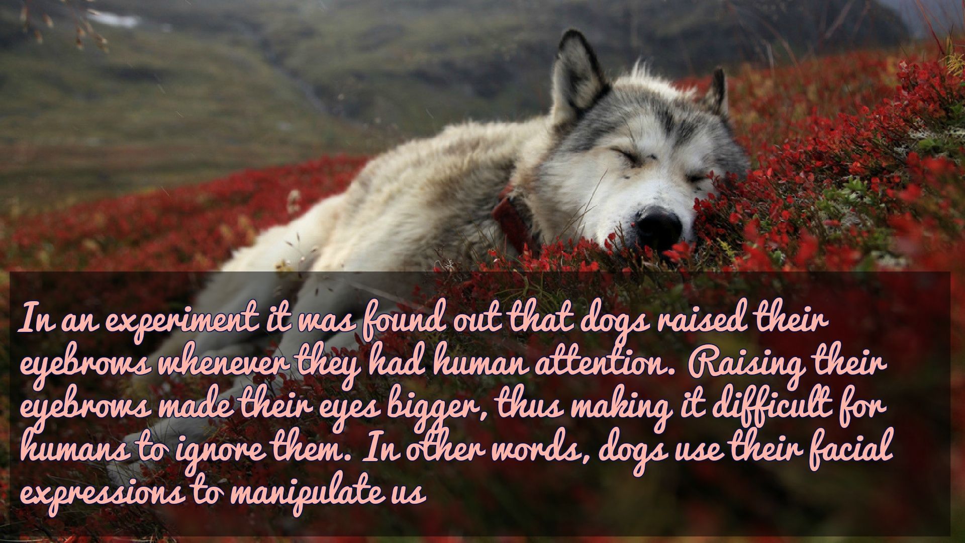 Do Dogs Actually Fake The Puppy Face Look?