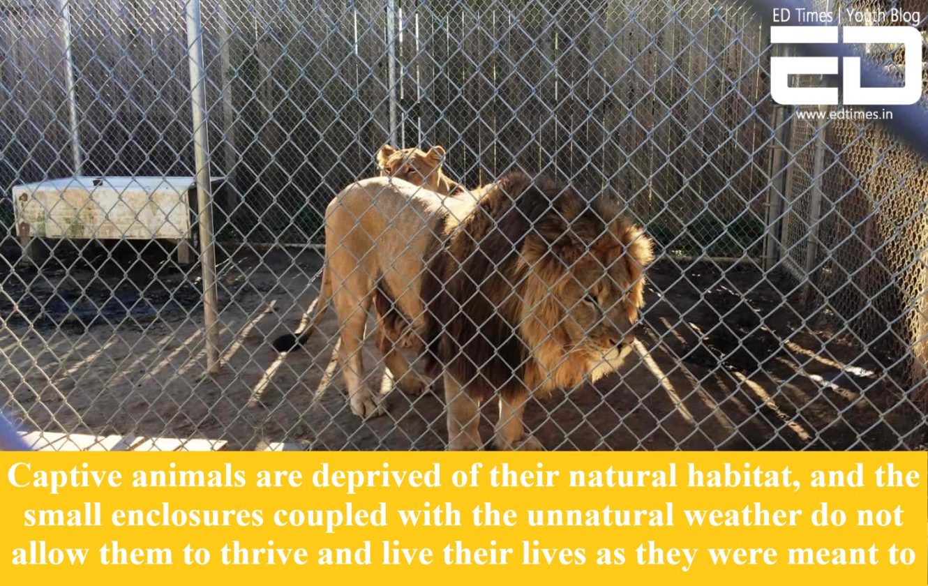 In Pics: The Harsh Reality Of Zoos: Animals Suffering From Depression