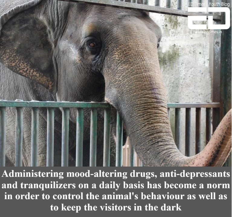 In Pics: The Harsh Reality Of Zoos: Animals Suffering From Depression