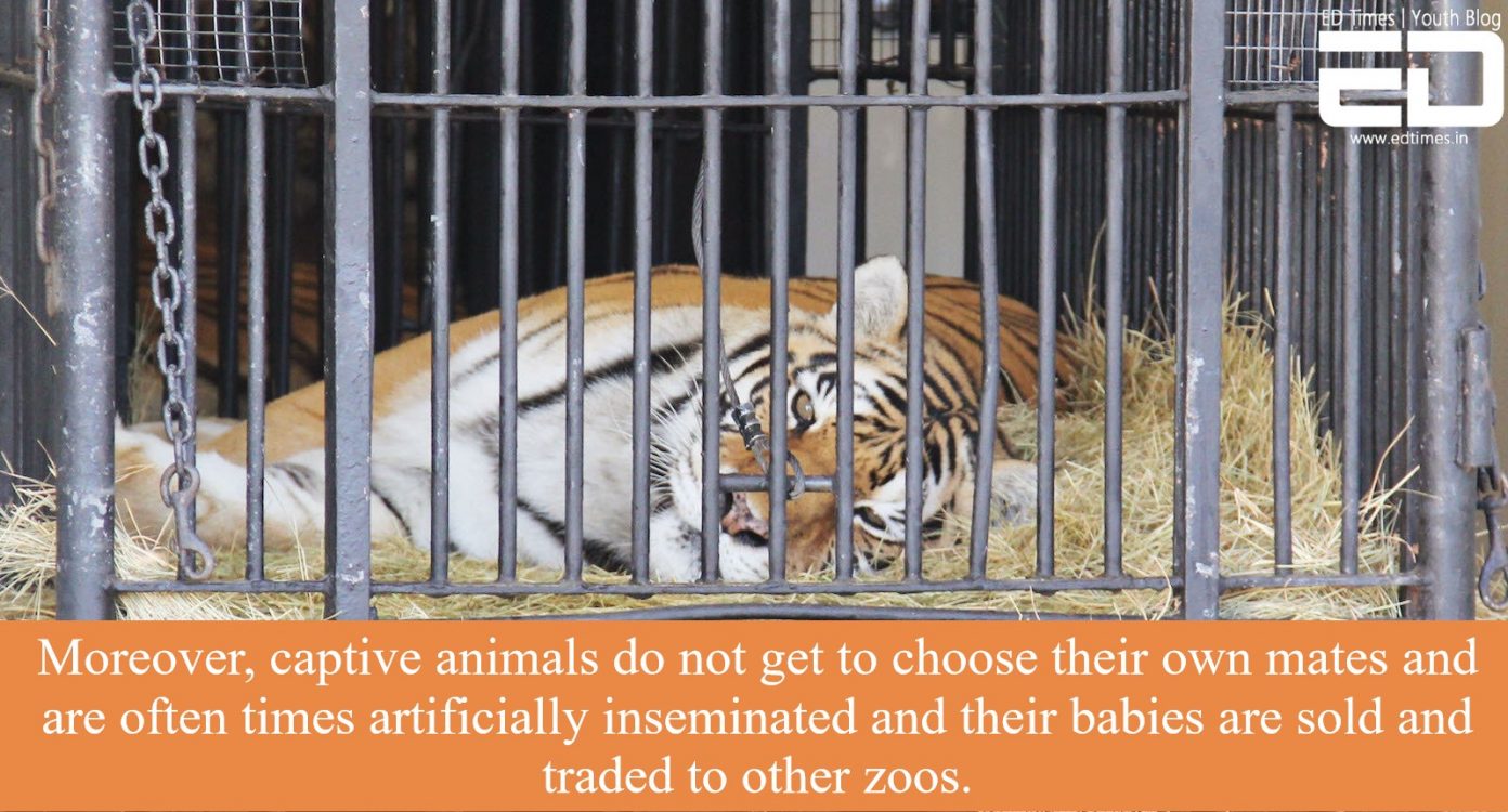 In Pics: The Harsh Reality Of Zoos: Animals Suffering From Depression
