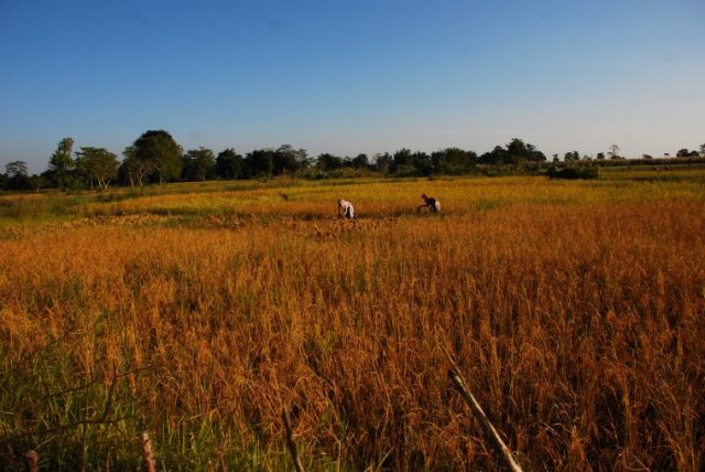 Komal Saul: The Ready-to-Eat Rice Variety From Assam That Cooks On Its Own