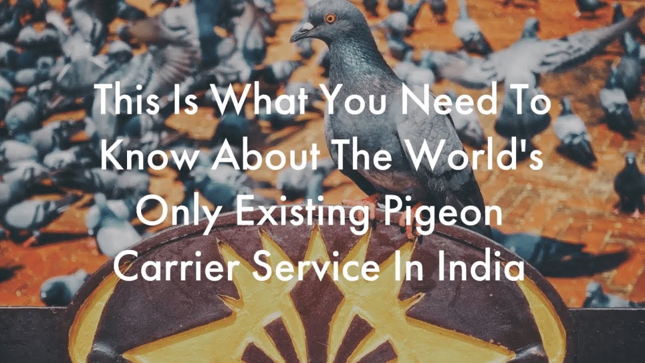 Watch: India's Pigeon Police Service: The World's Last Surviving Pigeon ...