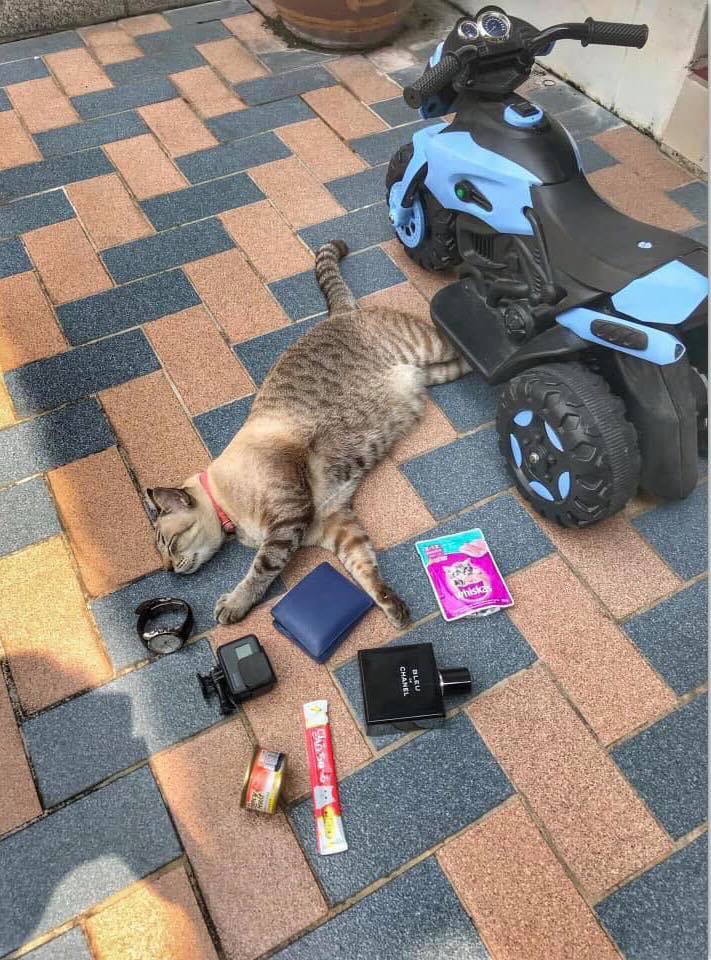 Falling Stars Challenge – The Latest Internet Challenge That Is Taking ...