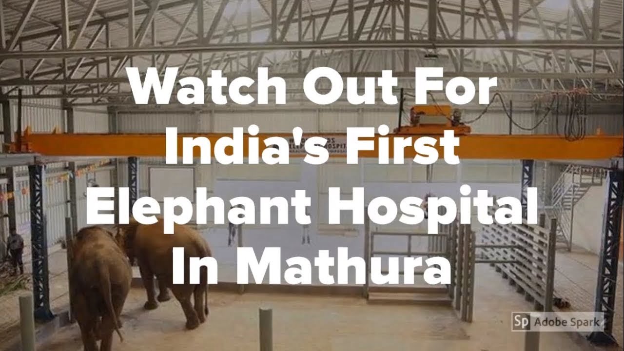 Watch Out For India's First Elephant Hospital In Mathura (Video)
