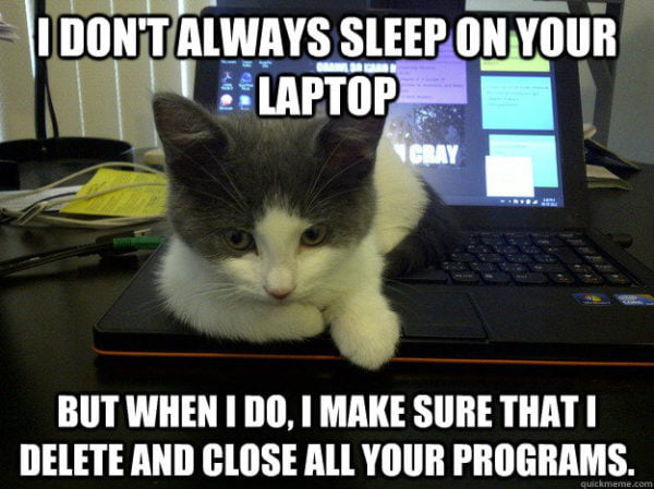 Why Do Cats Often Sit/Sleep On Laptops That Result In All These Funny ...