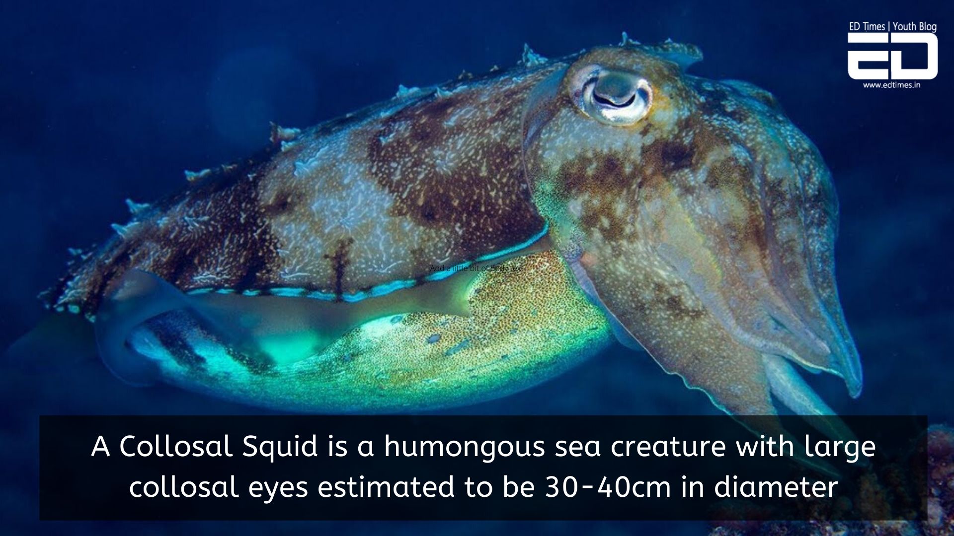 In Pics: The Most Deadly Creatures Found Underwater That Are Still ...