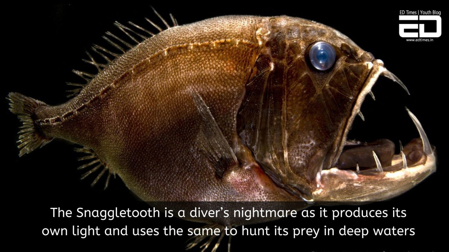 In Pics: The Most Deadly Creatures Found Underwater That Are Still ...