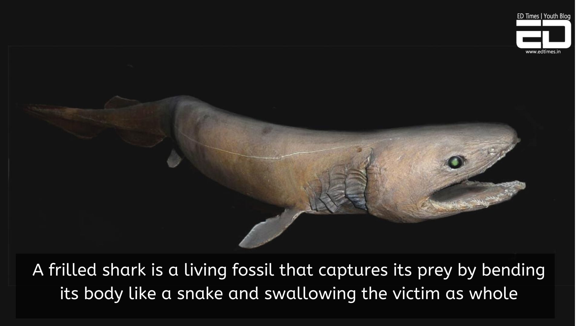 In Pics: The Most Deadly Creatures Found Underwater That Are Still ...