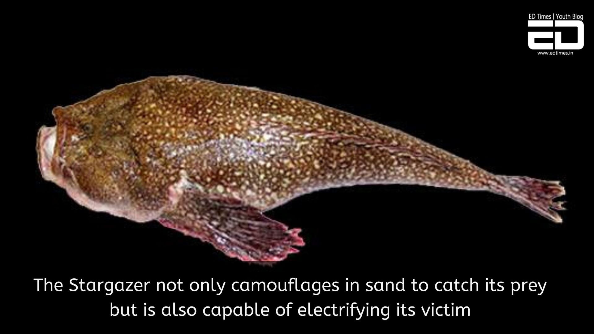 In Pics: The Most Deadly Creatures Found Underwater That Are Still ...