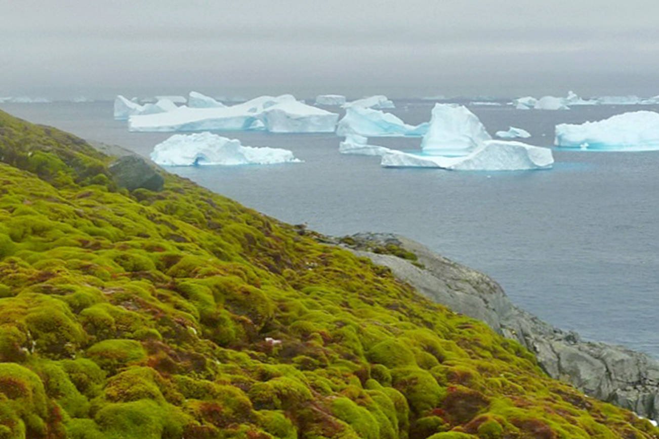 In Pics: Global Warming Causes Vast Chunks Of White Antarctica To Turn ...