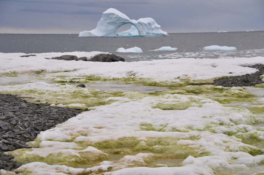In Pics: Global Warming Causes Vast Chunks Of White Antarctica To Turn ...