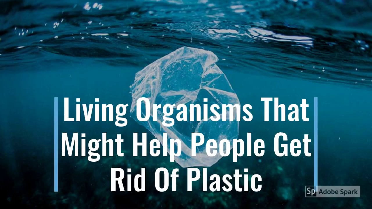 Watch: Living Organisms That Might Help People Get Rid Of Plastic