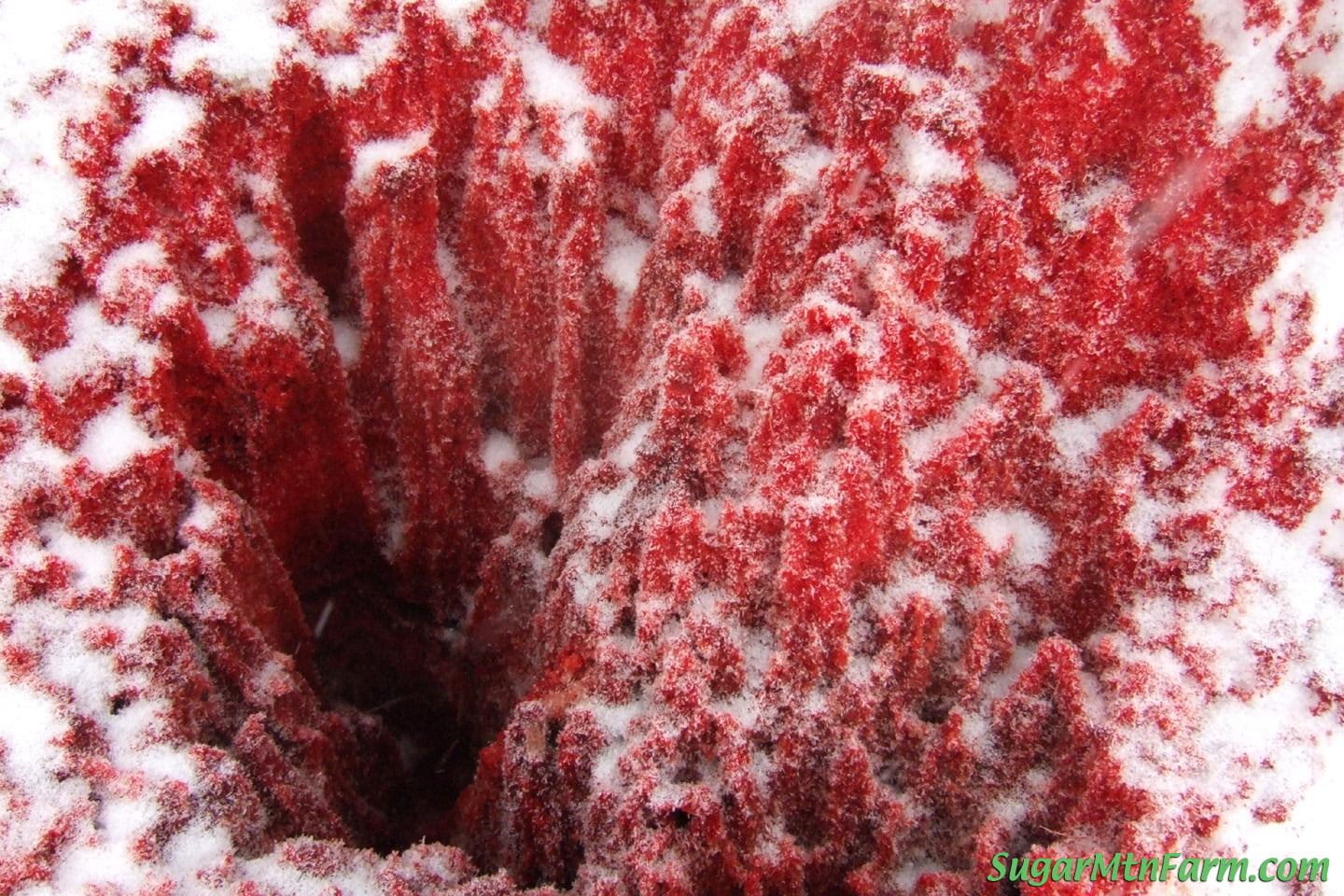 red snow - ED Times | Youth Media Channel