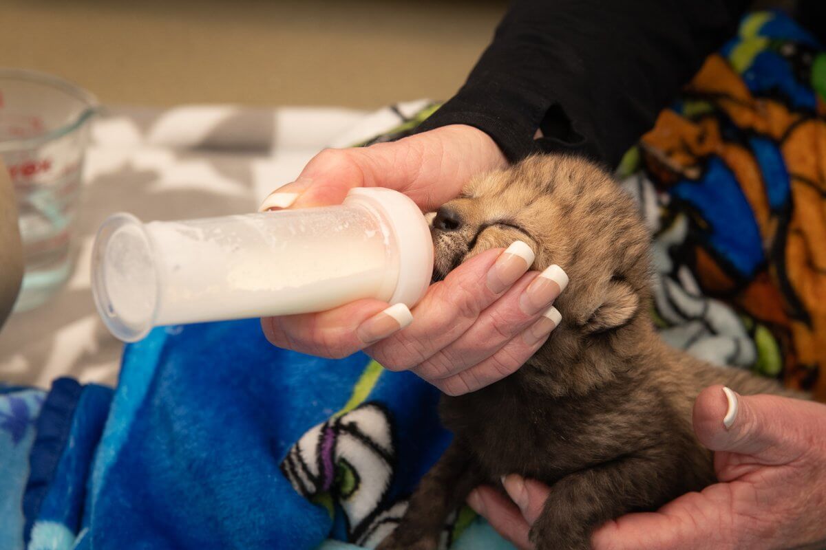Cheetah Cubs Born Out Of First Successful IVF Procedure For The Animal ...