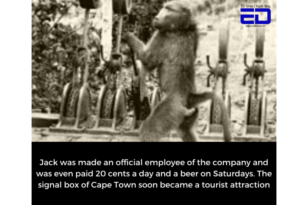 InPics: In 1800, A Baboon Worked For The Railroad—And Never Made A Mistake