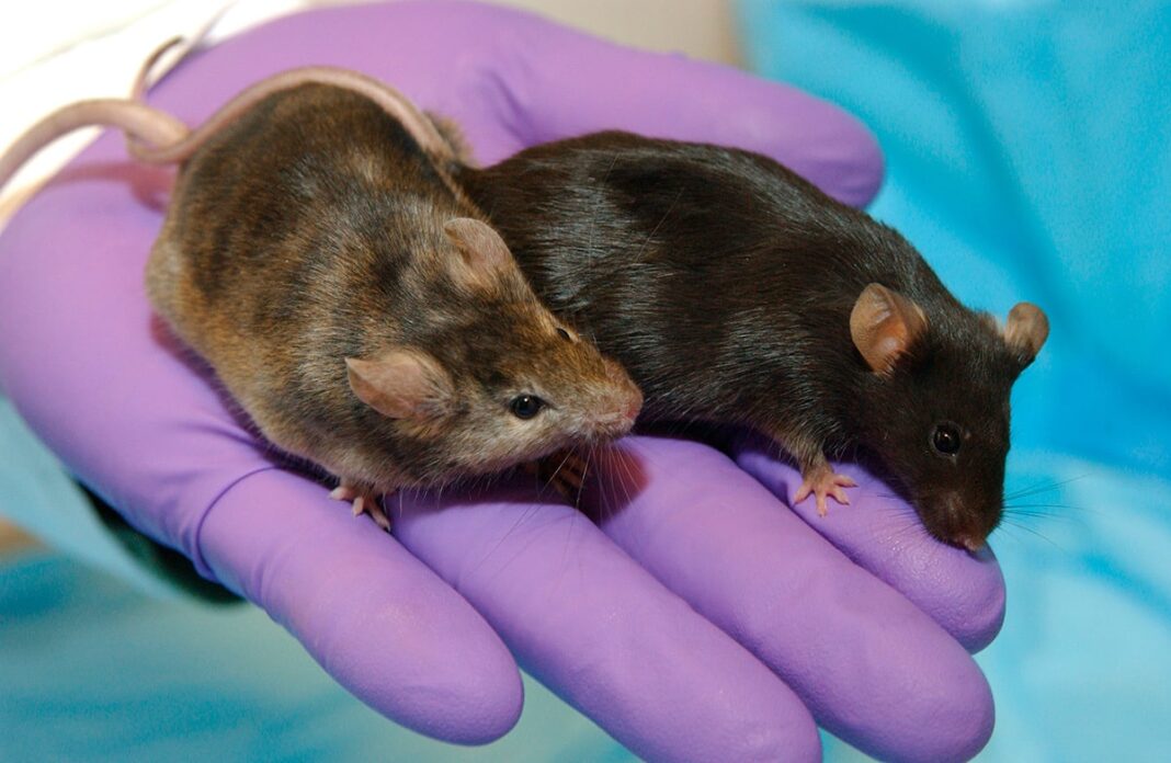 Why Do Scientists Use Mice As Test Subjects So Much?