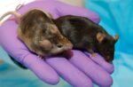 Why Do Scientists Use Mice As Test Subjects So Much?