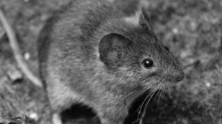 Why Do Scientists Use Mice As Test Subjects So Much?