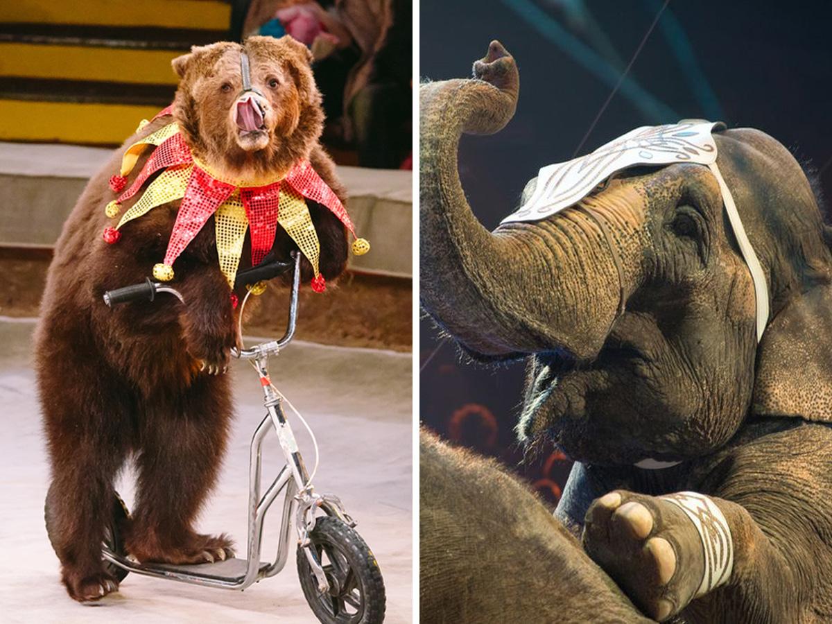 German Circus Uses Holograms Instead Of Live Animals For A Cruelty-Free ...