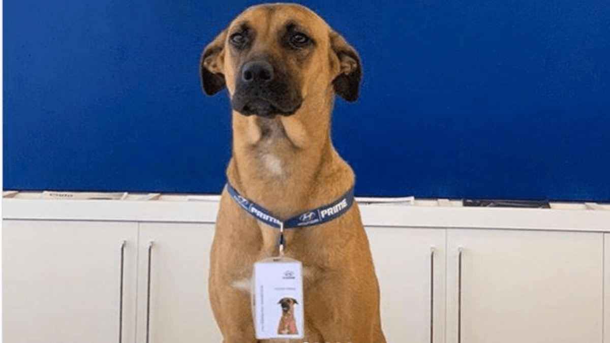 A Brazil Hyundai Showroom Adopts Stray Dog, Makes Him Salesperson In ...