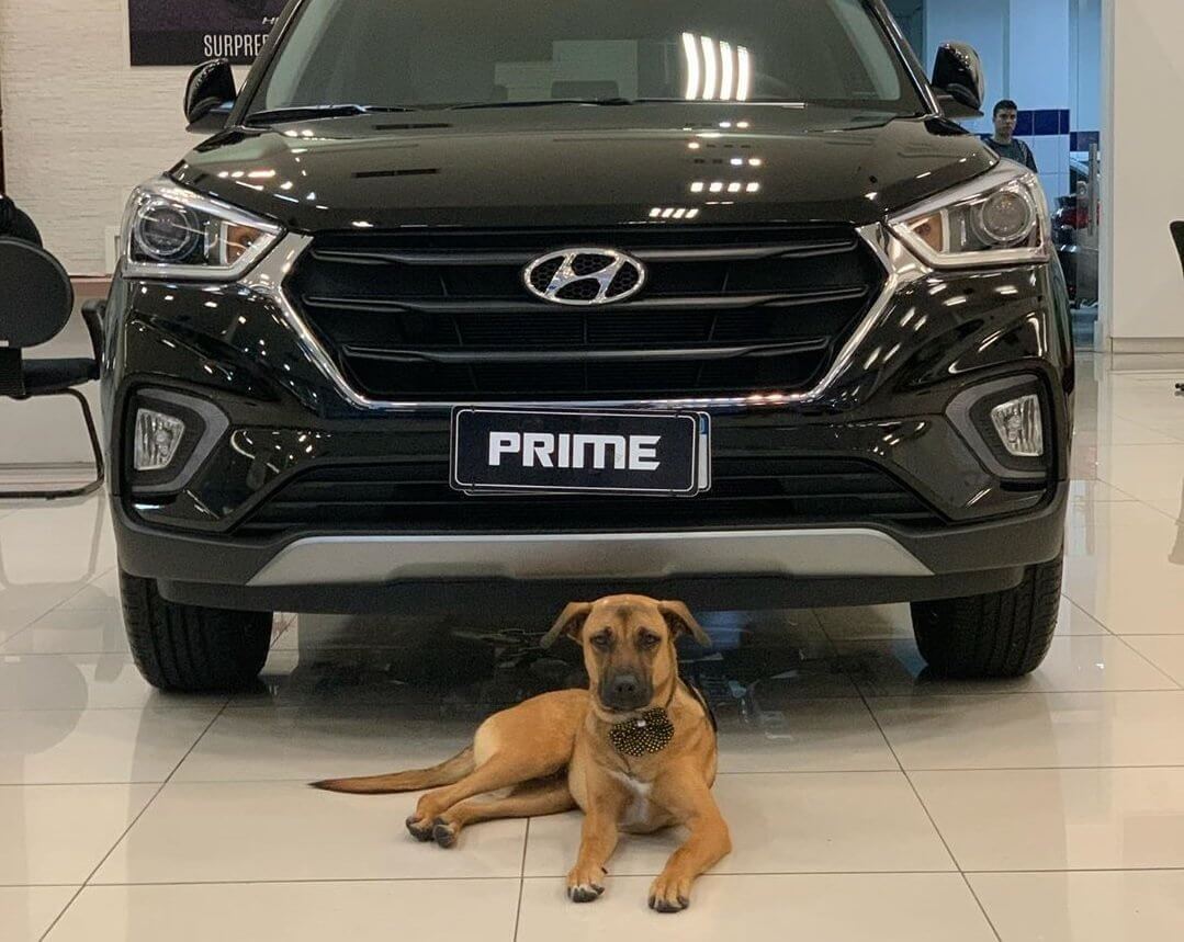 A Brazil Hyundai Showroom Adopts Stray Dog, Makes Him Salesperson In ...