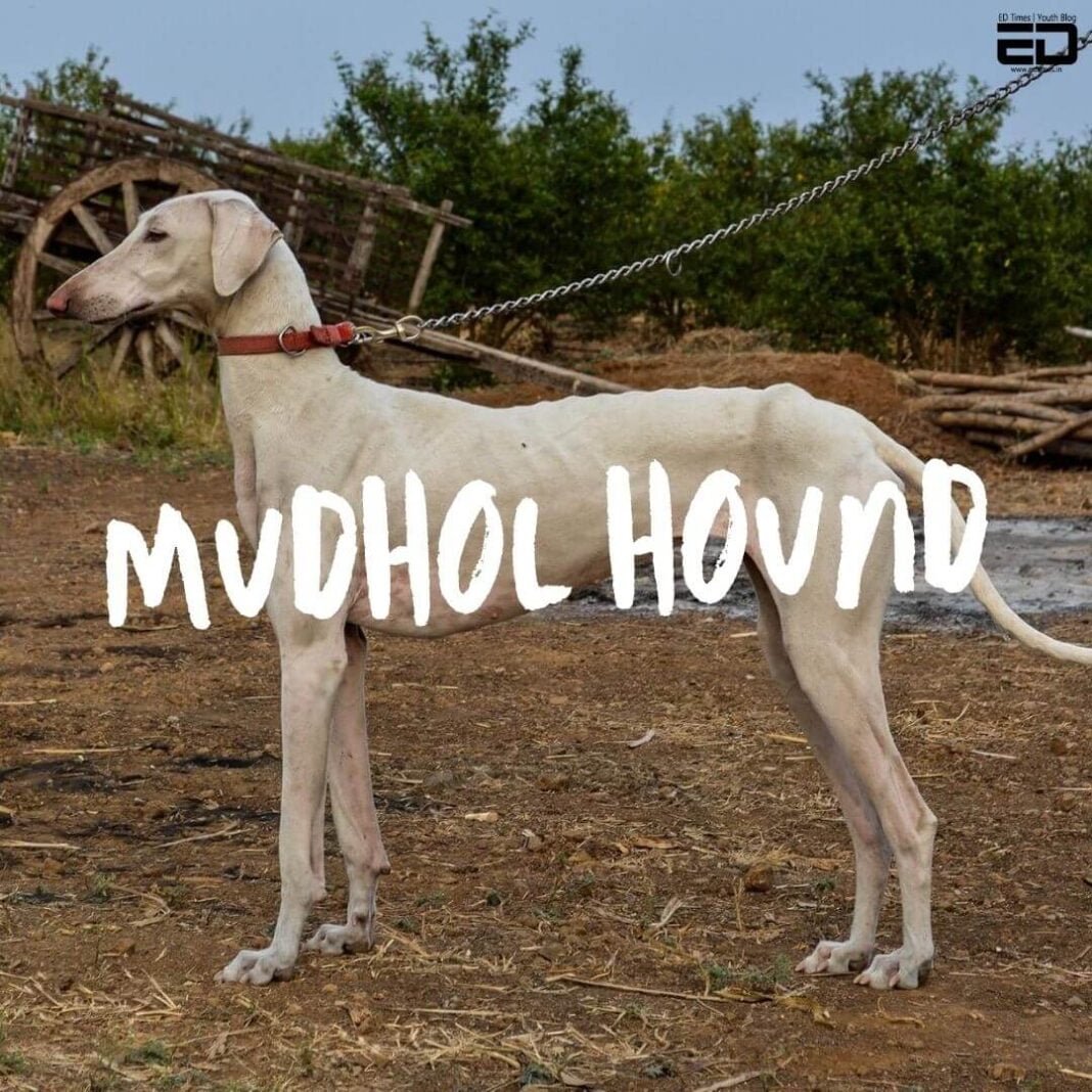 In Pics: Interesting Native Indian Dog Breeds That Deserve Our ...