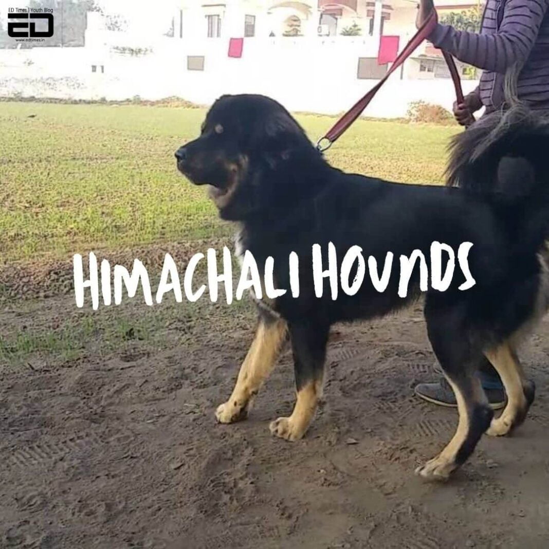 In Pics: Interesting Native Indian Dog Breeds That Deserve Our ...