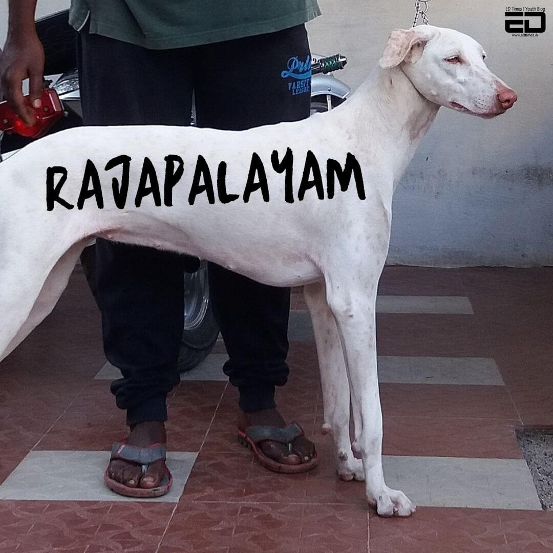 In Pics: Interesting Native Indian Dog Breeds That Deserve Our ...