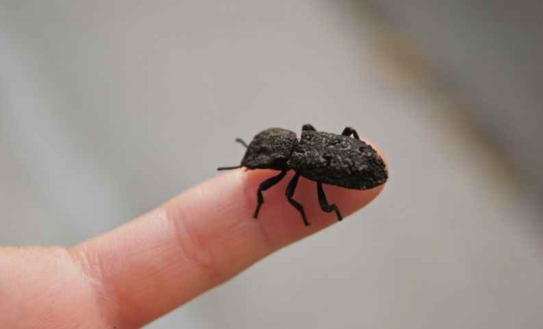 This Beetle Can Be Driven Over By A Car And Will Still Survive