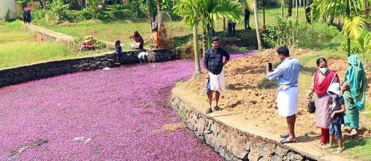 How Viral 'Pink Bloom Phenomenon' Of Kerala Village Is A Threat?