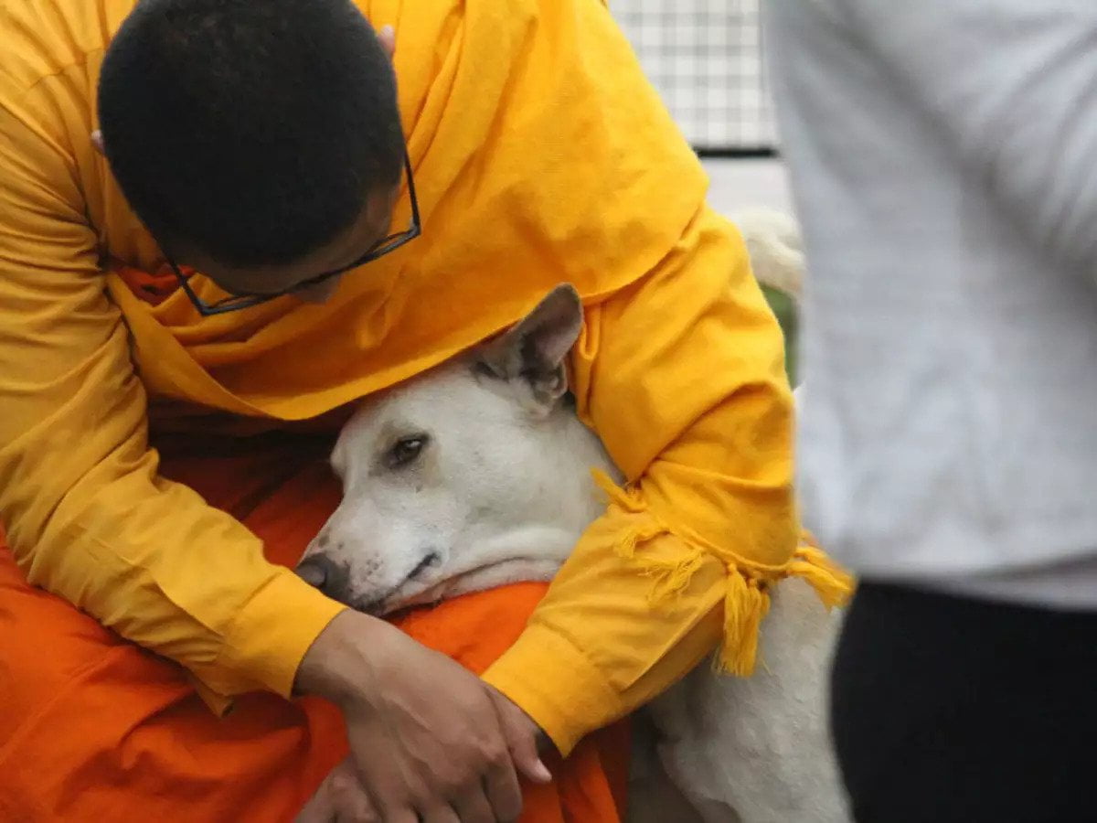 There’s A Temple For Dogs That All Dog Lovers Can Visit In India