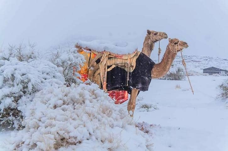In Pics: Stunning Images Of Snow In Sahara Desert