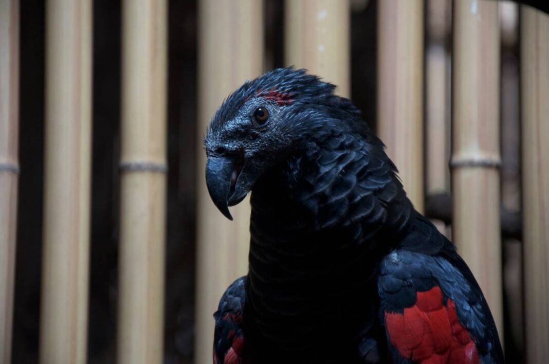 In Pics: Dracula Parrot, A Rare Vulture-Parrot Hybrid Is Probably The ...