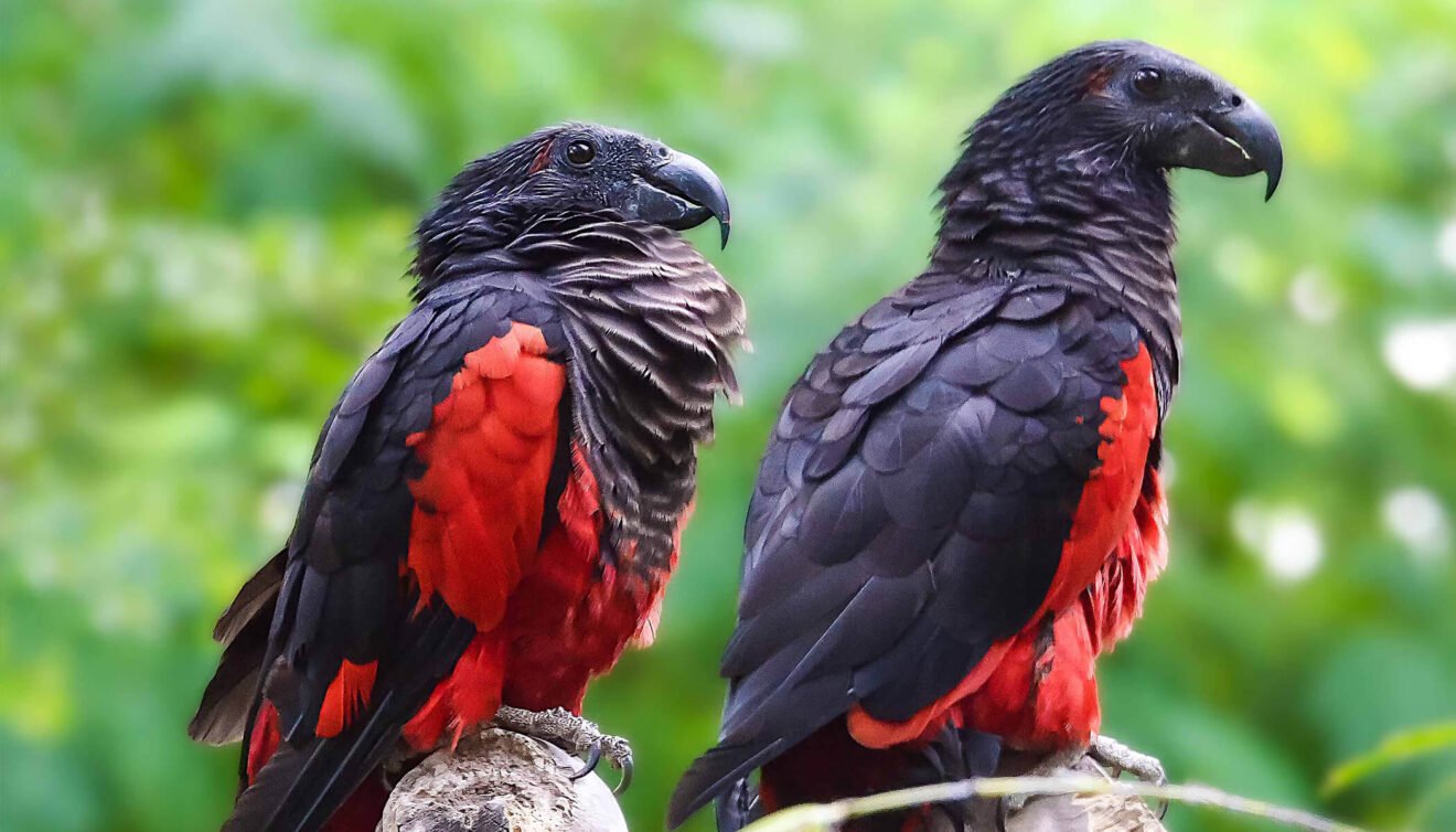 In Pics: Dracula Parrot, A Rare Vulture-Parrot Hybrid Is Probably The ...