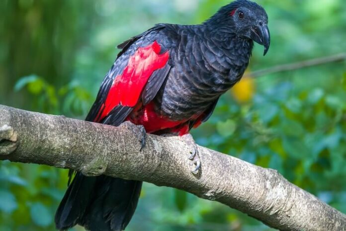 In Pics: Dracula Parrot, A Rare Vulture-Parrot Hybrid Is Probably The ...