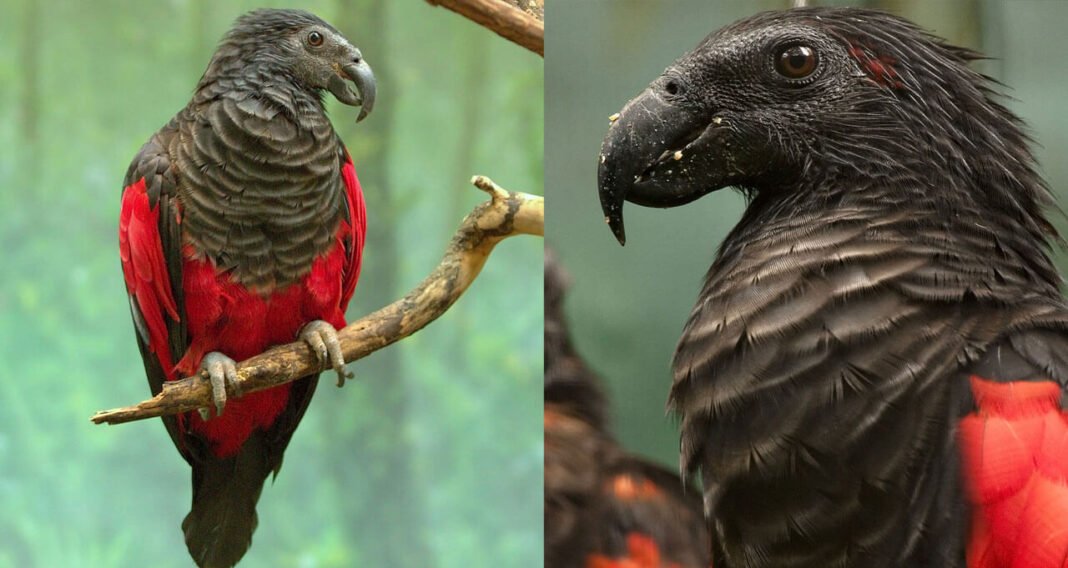 In Pics: Dracula Parrot, A Rare Vulture-Parrot Hybrid Is Probably The ...