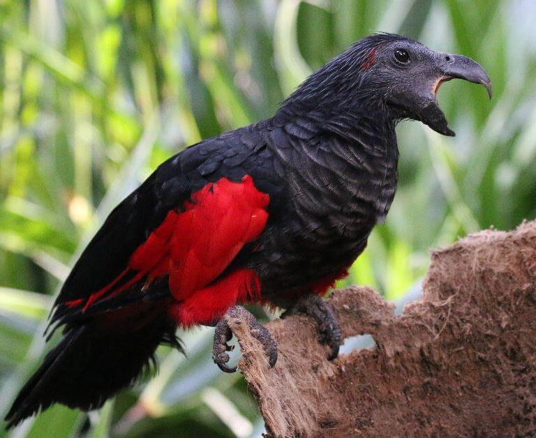 In Pics: Dracula Parrot, A Rare Vulture-Parrot Hybrid Is Probably The ...