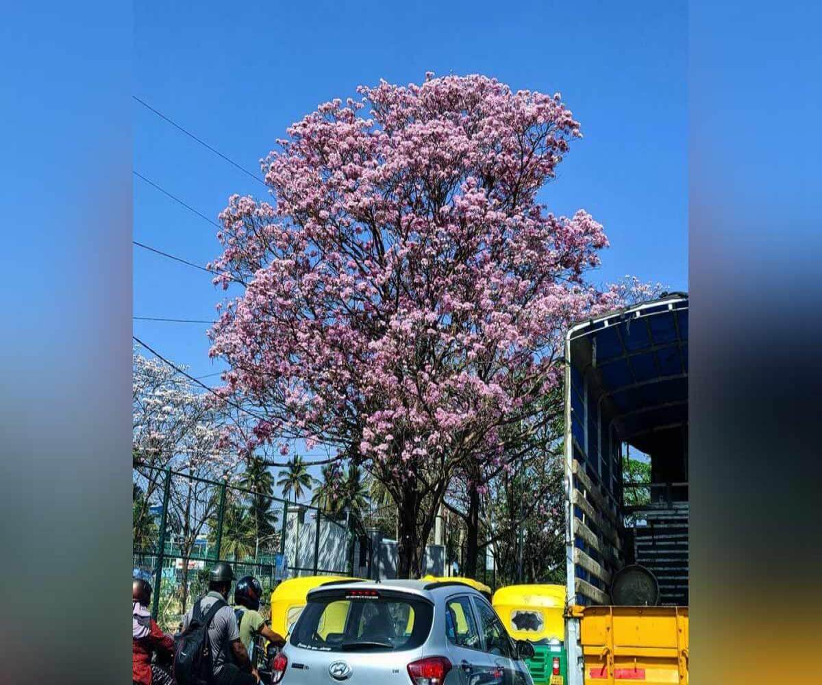 In Pics: Spring Comes To Bengaluru Turning It Pink, #PinkBangalore Trends