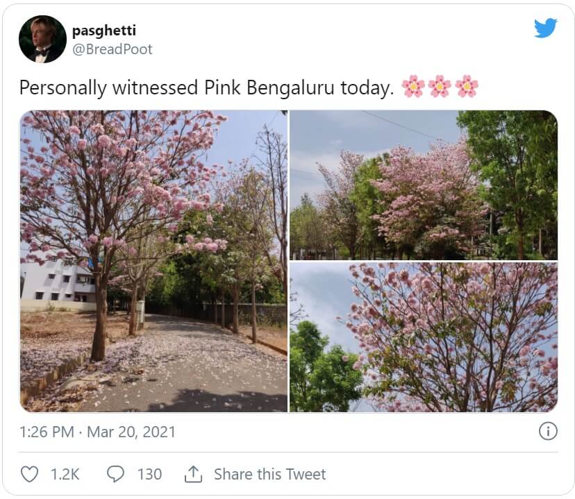 In Pics: Spring Comes To Bengaluru Turning It Pink, #PinkBangalore Trends