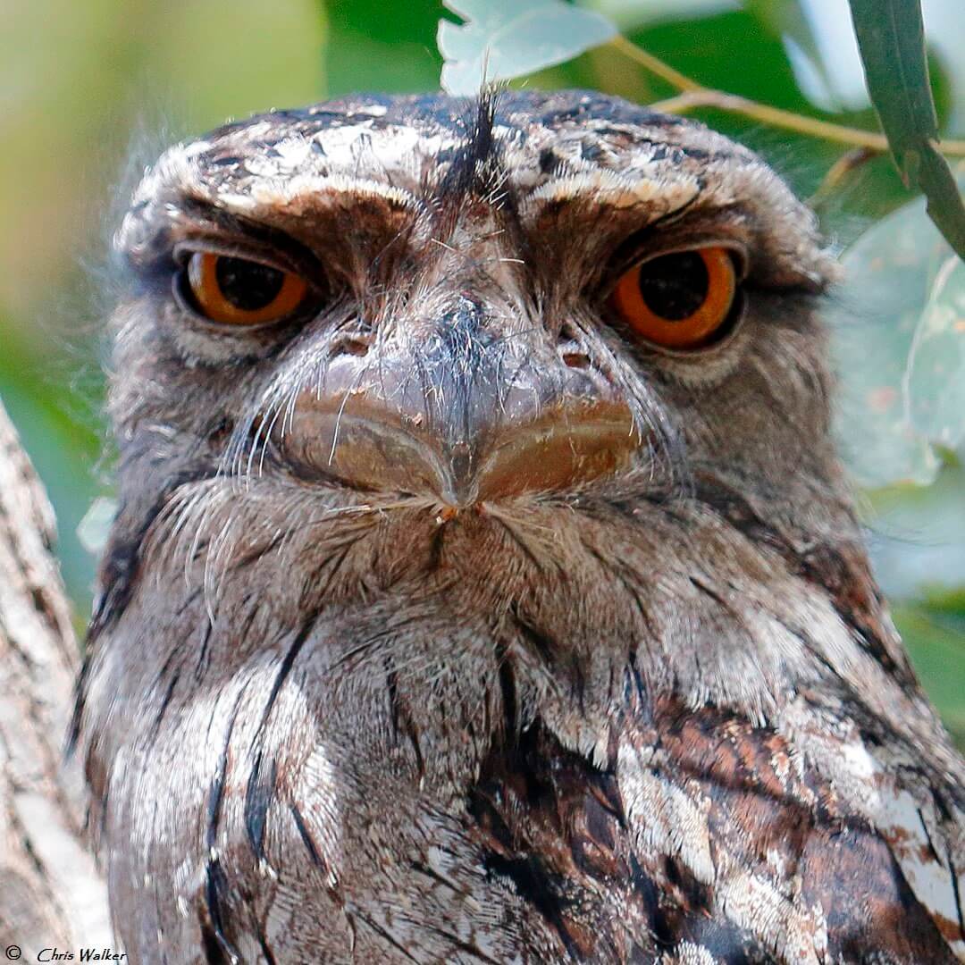 The Bird That Researchers Scientifically Deemed The ‘Most Instagrammable’