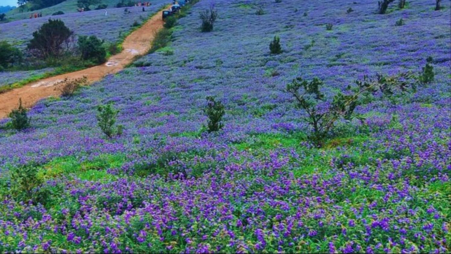 These Flowers From Karnataka That Bloom Once In 12 Years Are Truly An ...