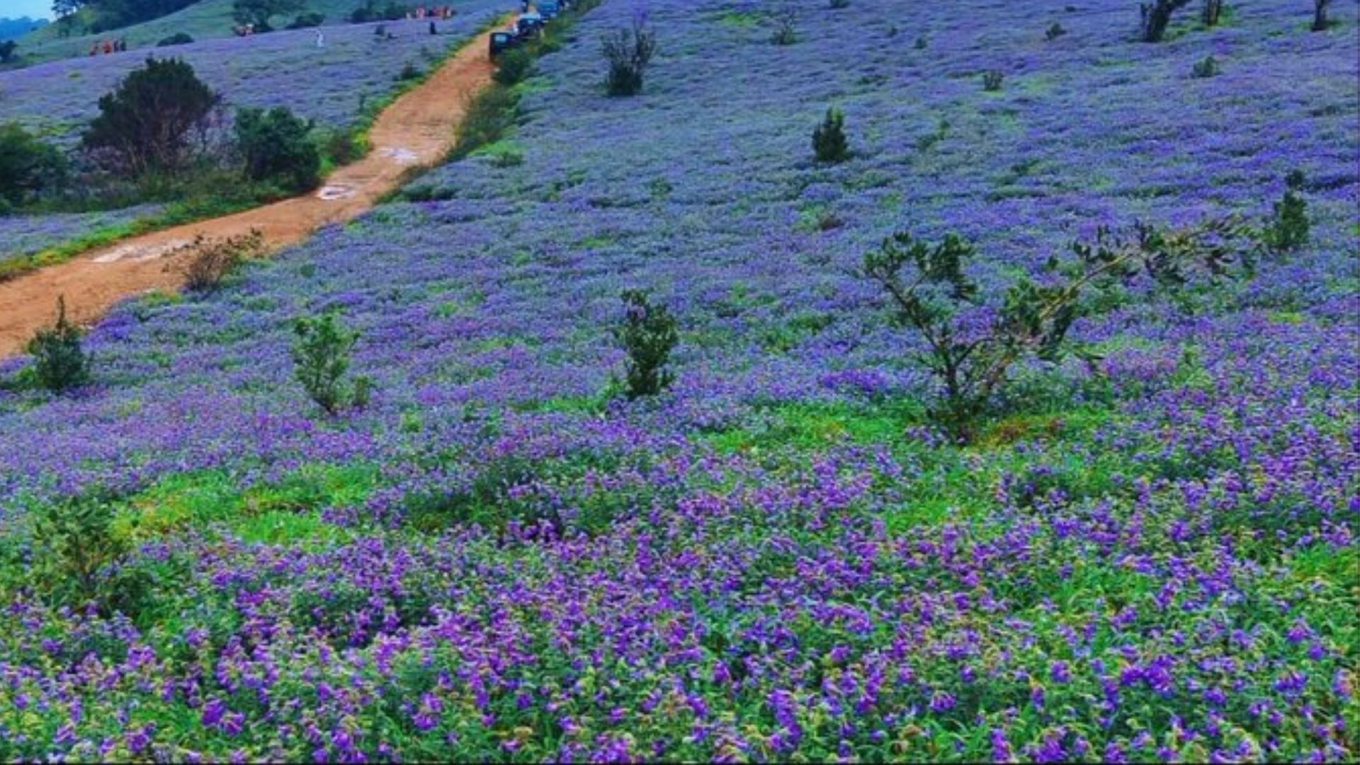 These Flowers From Karnataka That Bloom Once In 12 Years Are Truly An ...