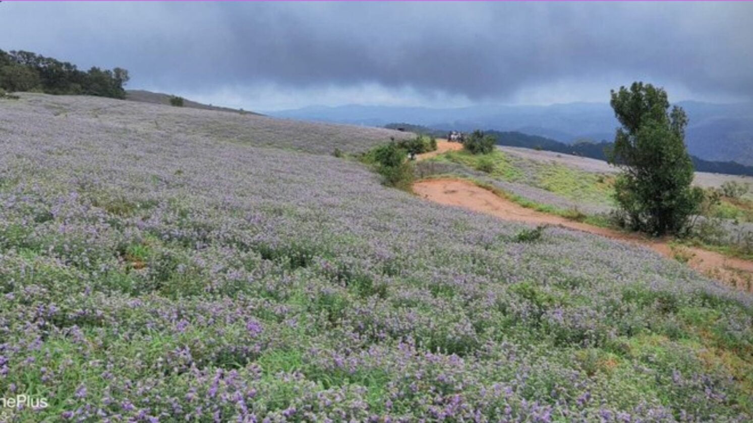 These Flowers From Karnataka That Bloom Once In 12 Years Are Truly An ...