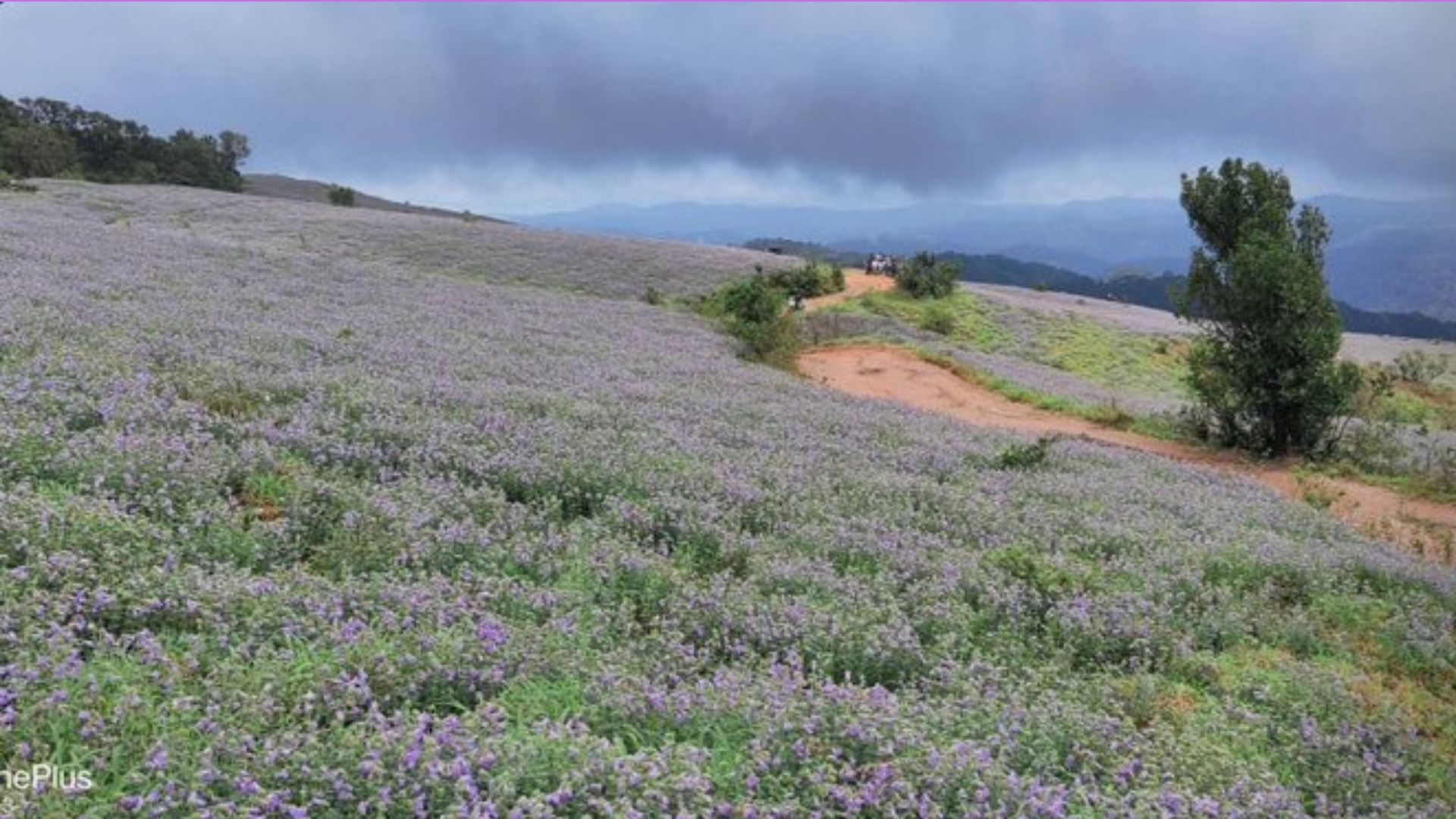 These Flowers From Karnataka That Bloom Once In 12 Years Are Truly An ...