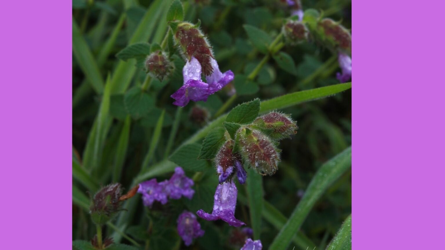 These Flowers From Karnataka That Bloom Once In 12 Years Are Truly An ...