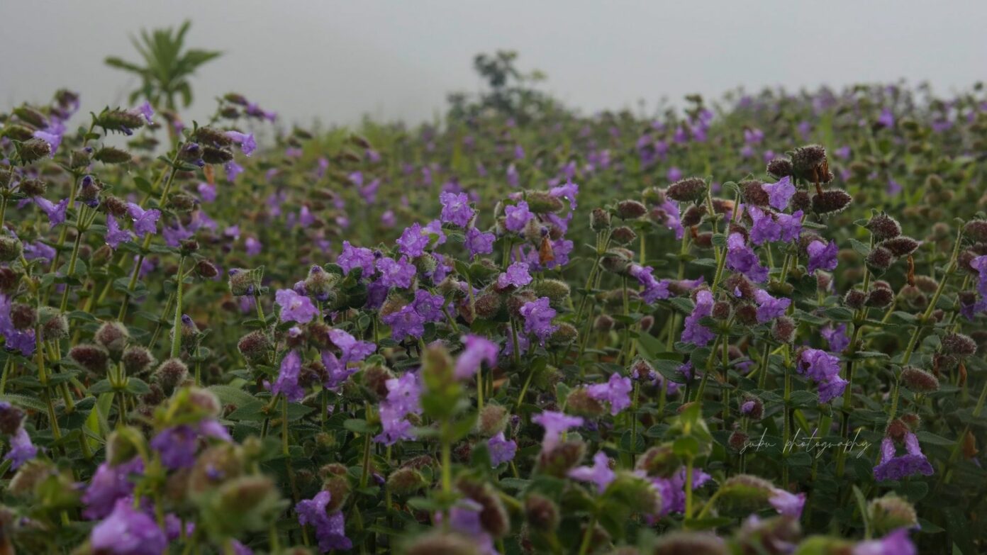 These Flowers From Karnataka That Bloom Once In 12 Years Are Truly An ...