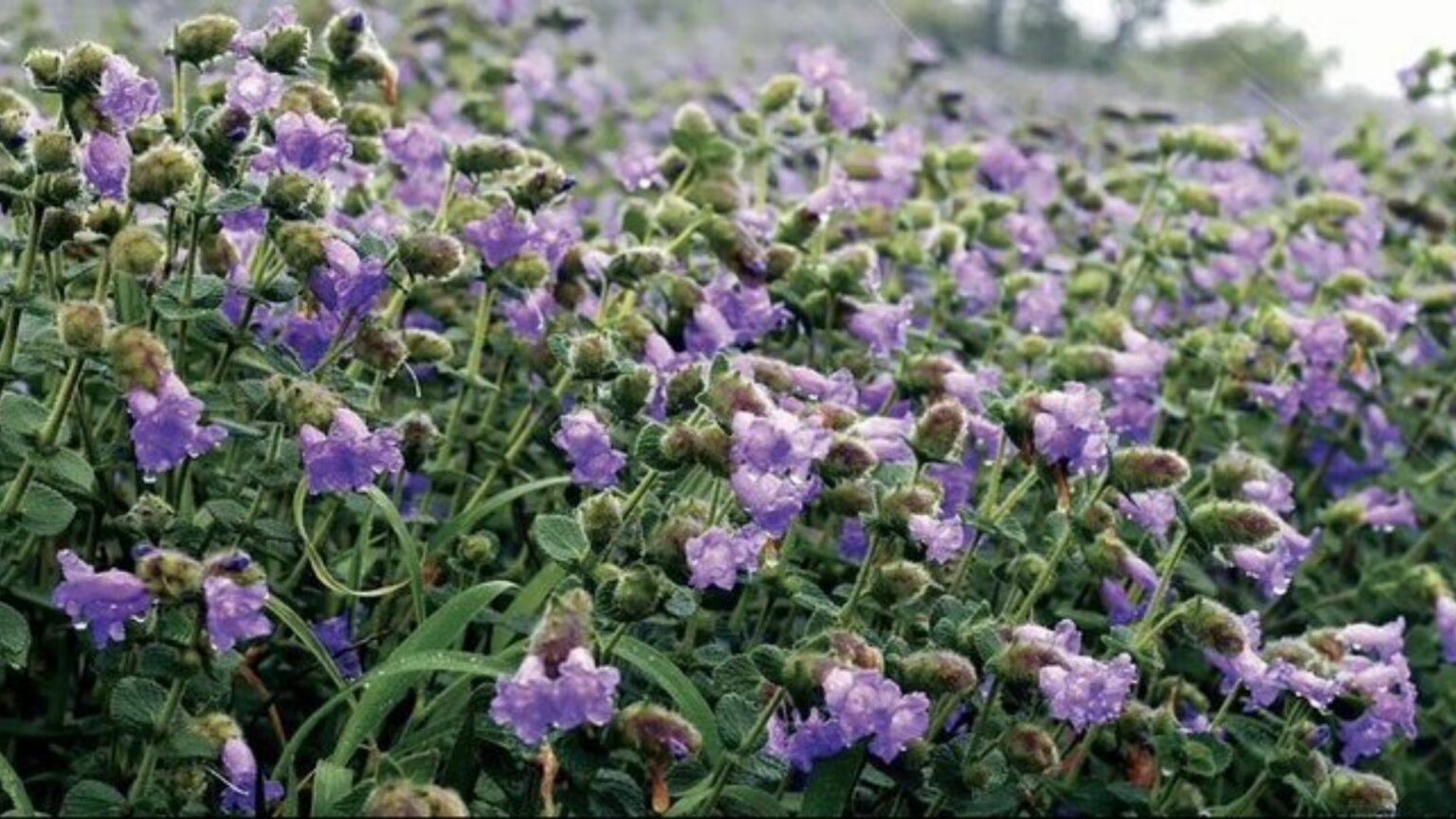 These Flowers From Karnataka That Bloom Once In 12 Years Are Truly An ...