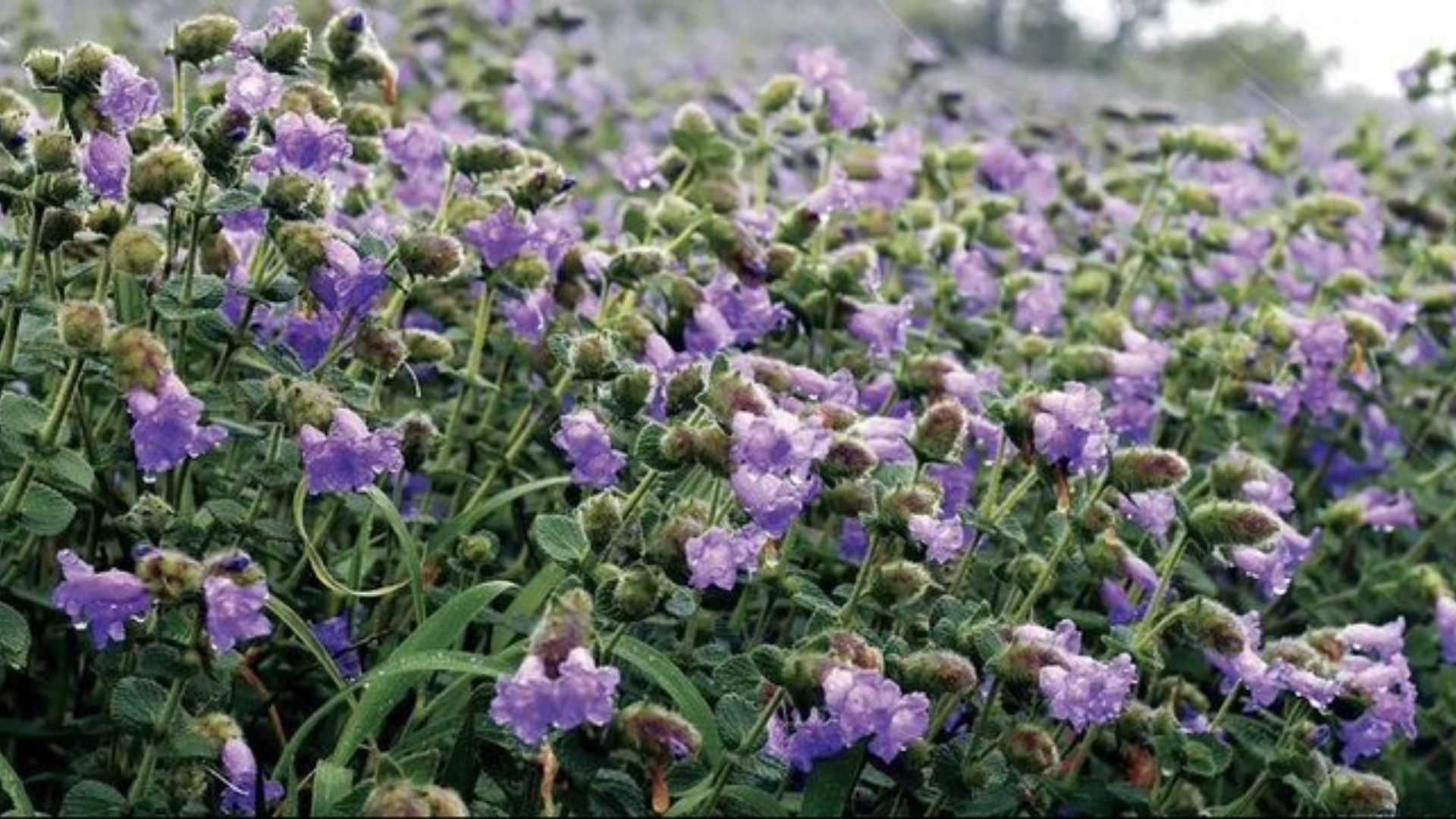These Flowers From Karnataka That Bloom Once In 12 Years Are Truly An ...